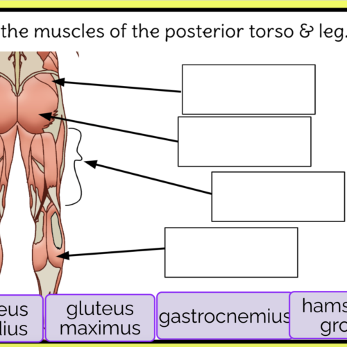 Muscle System- Label Major Muscles Boom Cards - Classful