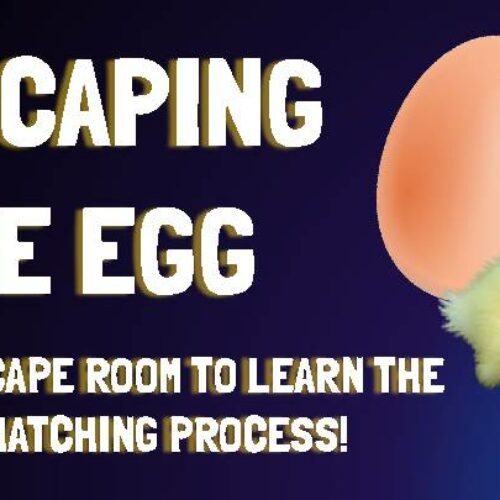 Halloween Nocturnal Animal Shadow Puzzle Center, Activity - Classful