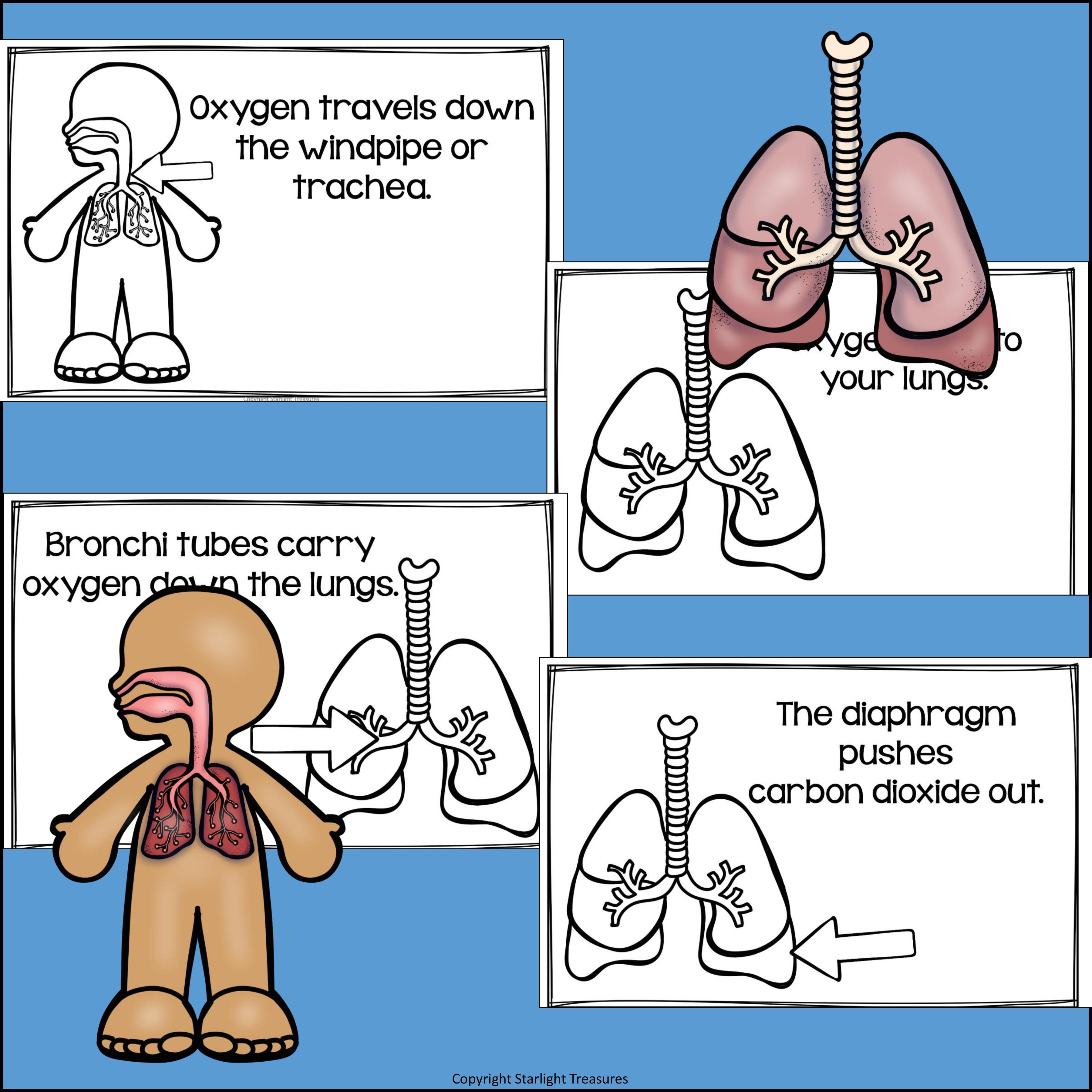 Human Body Systems- Respiratory System Mini Book for Early Readers ...
