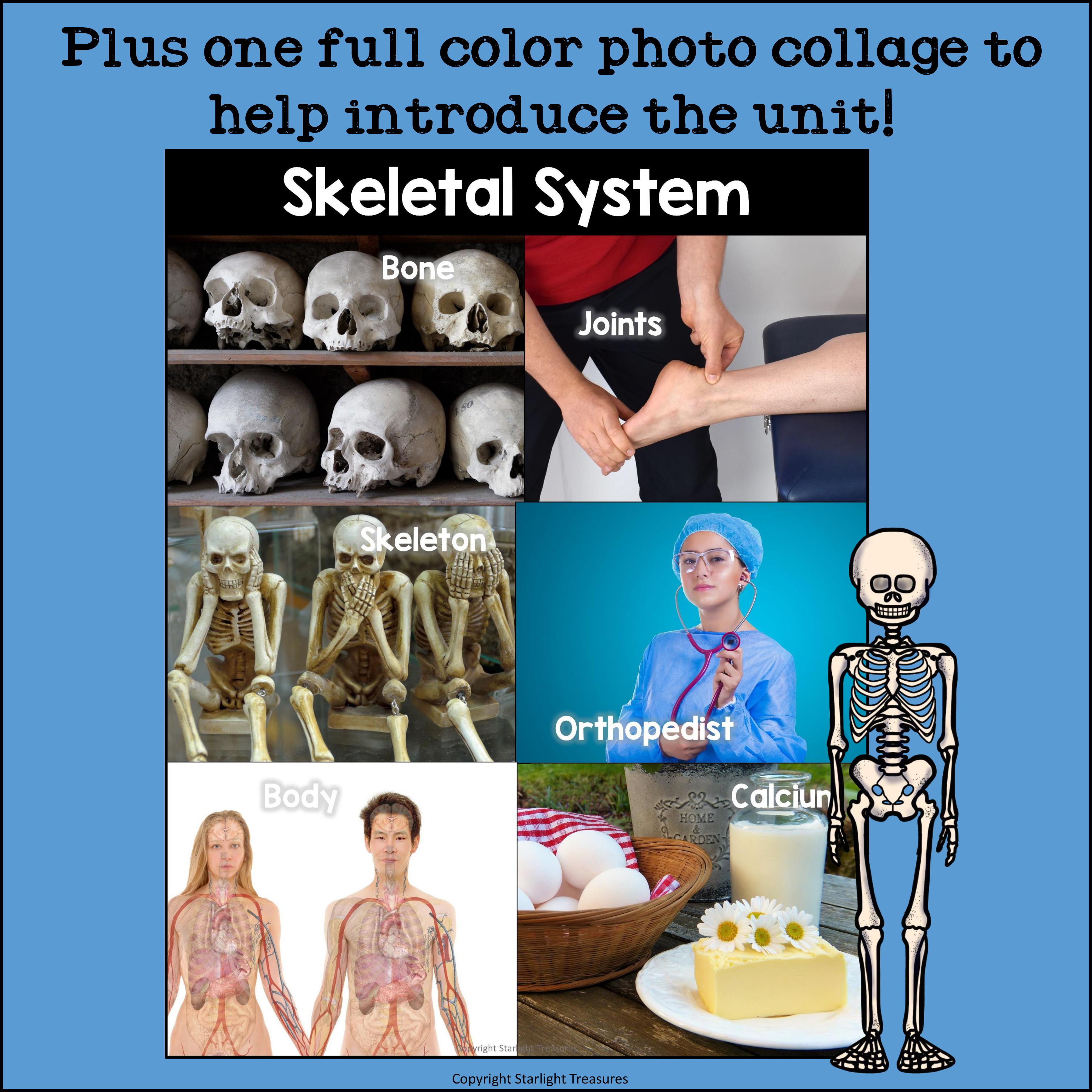 Human Body Systems- Skeletal System Mini Book for Early Readers - Classful