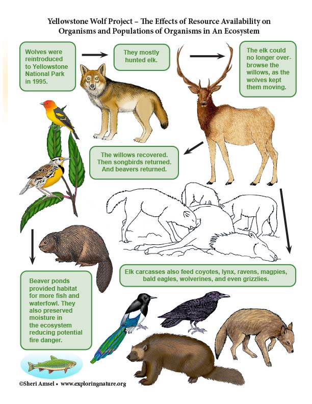 Cycles of Matter and Energy Transfer in Ecosystems (Food Webs) - Grade ...