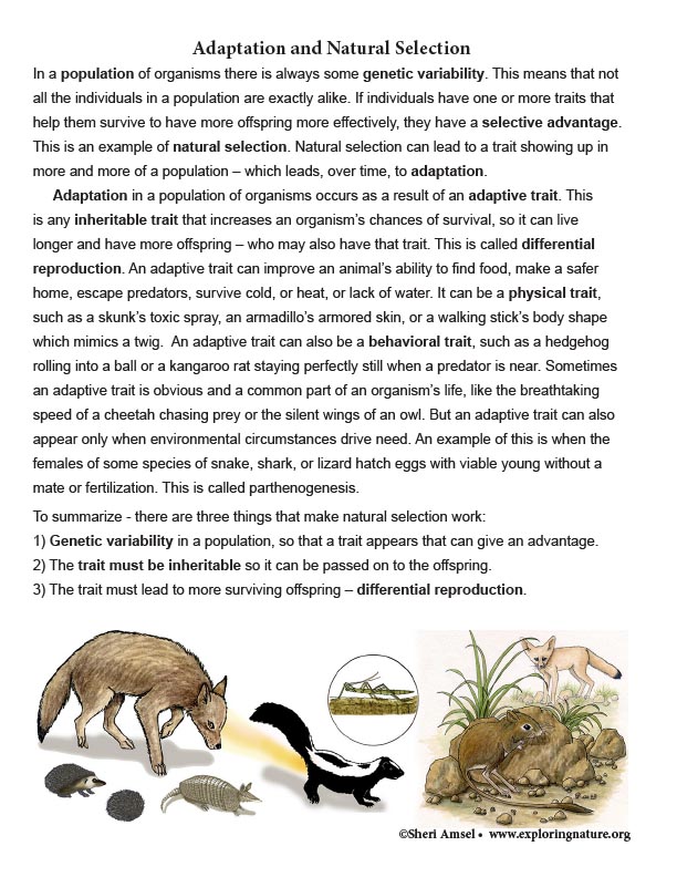 Natural Selection and Adaptation - Grade 6-8 - Downloadable Bundle ...