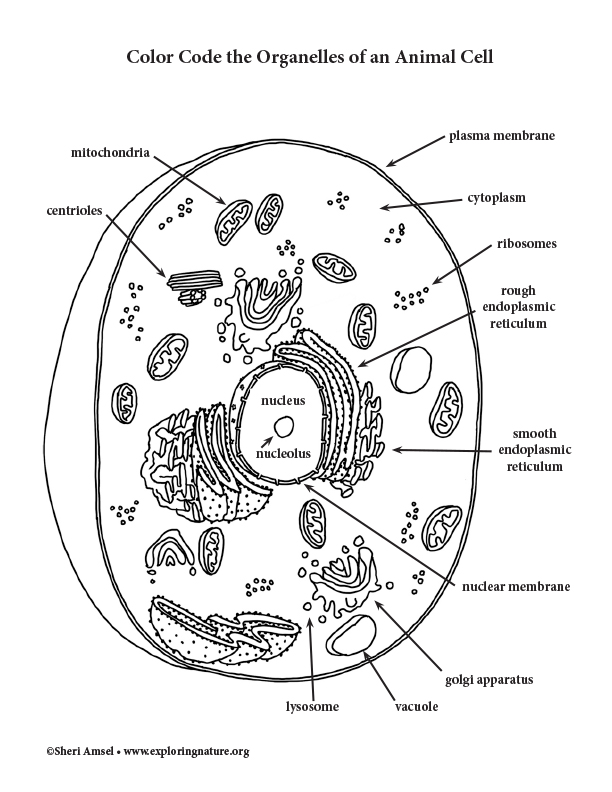 Structure and Function - Organelles, Cells, and Tissues - Grade 6-8 ...