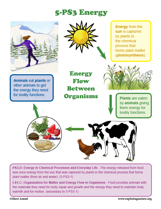 Energy and Organization of Matter (Food Energy) - Grade 5 ...