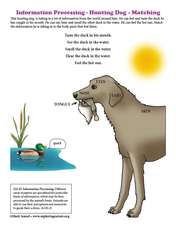 How Animals Sense the World - Information Processing - Grade 4 ...