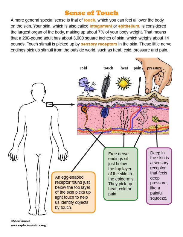 Human Body - Structure and Function and Information Processing - Grade ...