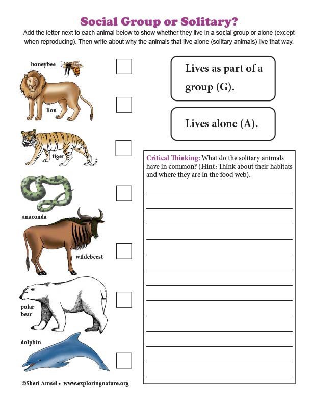 Social Interactions and Group Behavior (Animal Groups) - Grade 3 ...