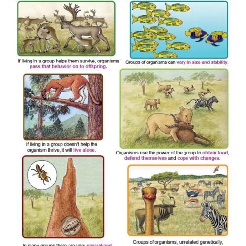 Social Interactions and Group Behavior (Animal Groups) - Grade 3 ...