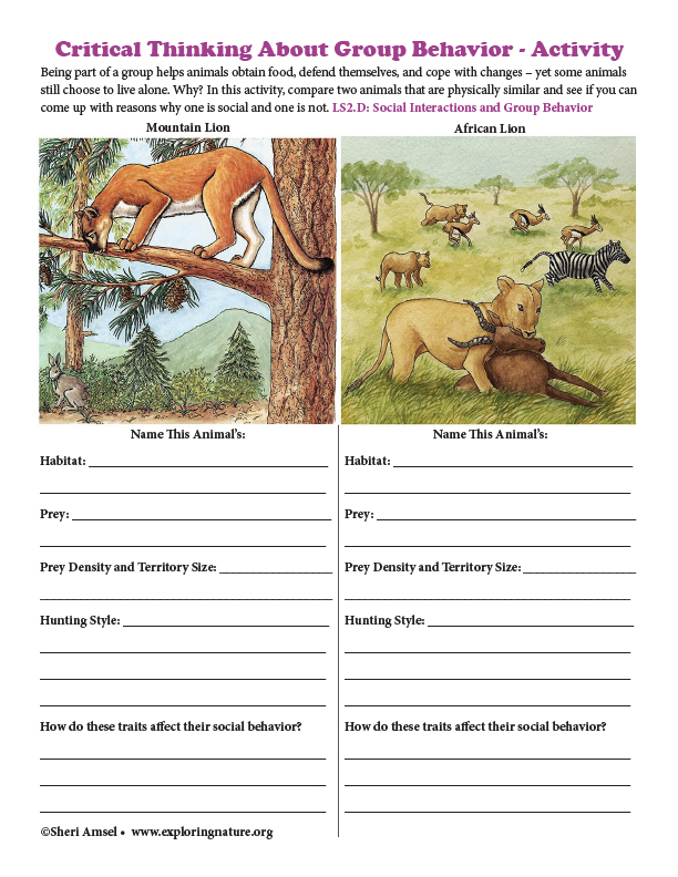 Social Interactions and Group Behavior (Animal Groups) - Grade 3 ...