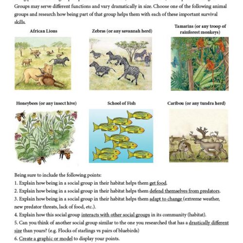 Social Interactions and Group Behavior (Animal Groups) - Grade 3 ...