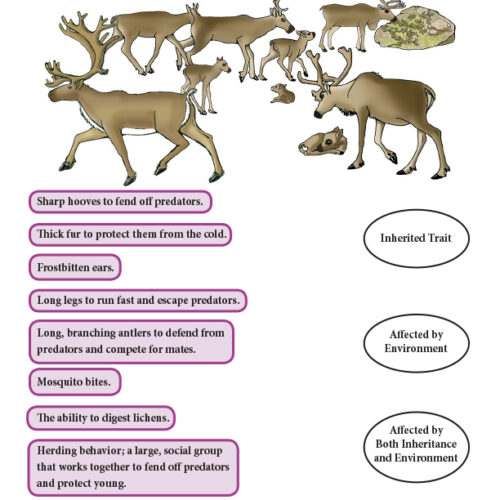 Inheritance and Variation of Traits (Heredity) - Grade 3 - Downloadable ...