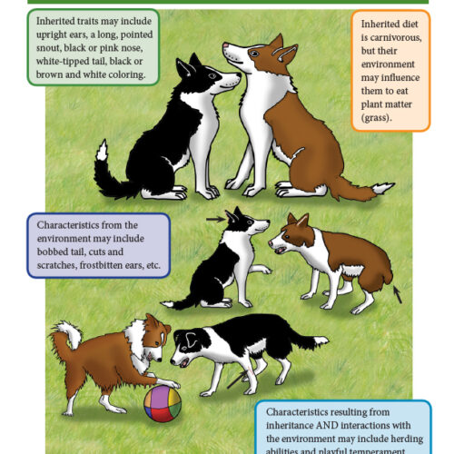 5 Science Bundles - Grade 3 - Changing Ecosystems, Animal Groups ...