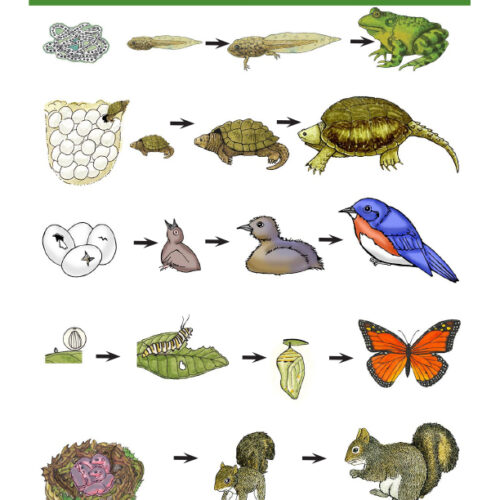 Growth and Development of Organisms (Life Cycles) - Grade 3 ...
