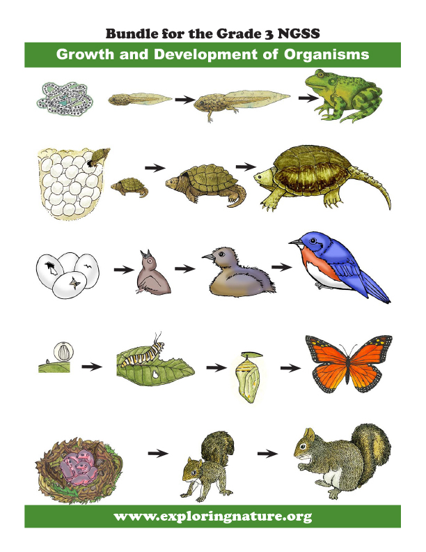Growth and Development of Organisms (Life Cycles) - Grade 3 ...