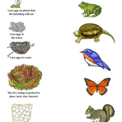 Growth and Development of Organisms (Life Cycles) - Grade 3 ...