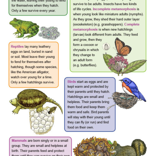 Growth and Development of Organisms (Life Cycles) - Grade 3 ...