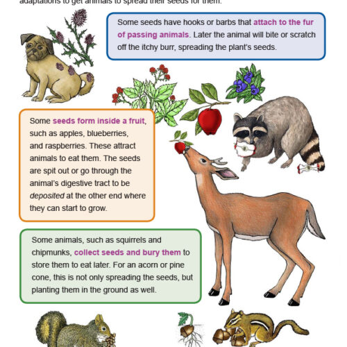Plant Pollination and Seed Spreading - Interdependent Relationships in ...