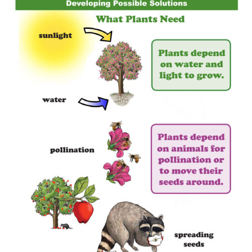 Plant Pollination and Seed Spreading - Interdependent Relationships in ...