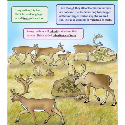 Inheritance and Variation of Traits (Heredity) - Grade 1 - Downloadable ...