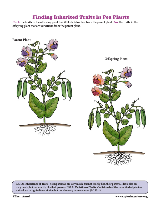Inheritance and Variation of Traits (Heredity) - Grade 1 - Downloadable ...