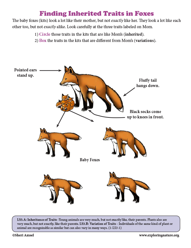 Inheritance and Variation of Traits (Heredity) - Grade 1 - Downloadable ...