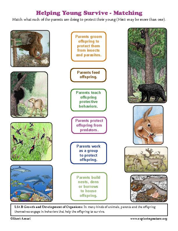 Helping Offspring Survive - Growth and Development of Organisms - Grade ...