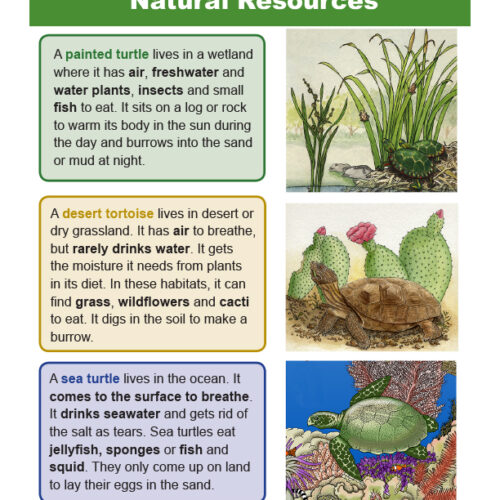 3 Science Bundles for Kindergarten - Food Webs, What Animals and Plants ...