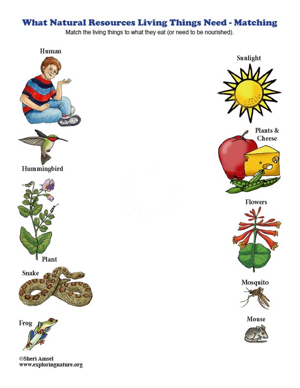 Natural Resources That Living Things Need - Kindergarten - Downloadable ...