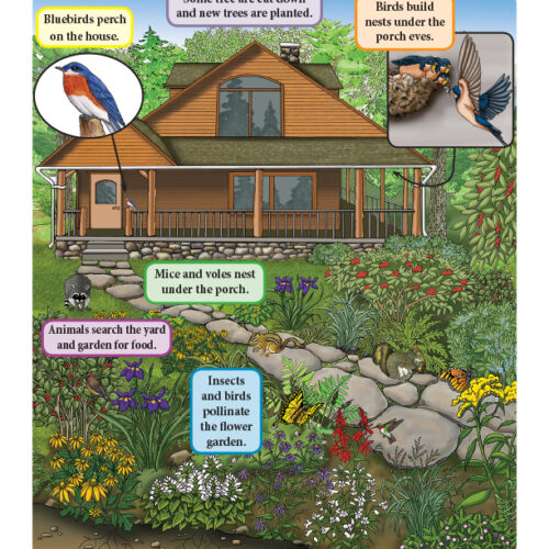 How Living Things Affect Their Environment - Kindergarten ...