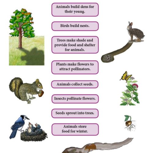 How Living Things Affect Their Environment - Kindergarten ...