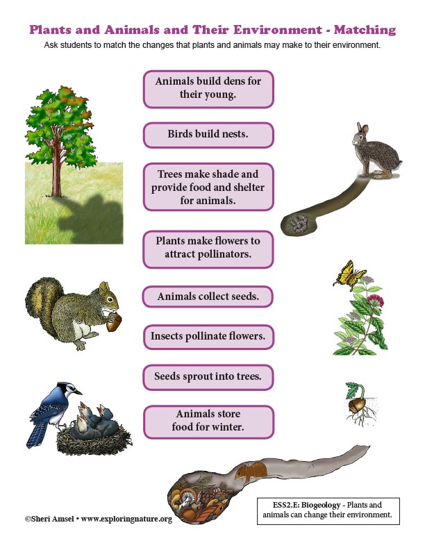 How Living Things Affect Their Environment - Kindergarten ...