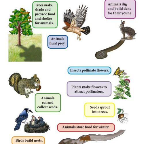 How Living Things Affect Their Environment - Kindergarten ...