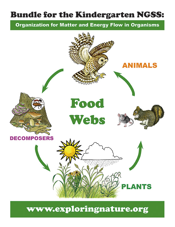 First Look at Food Webs - Organization for Matter and Energy Flow in ...