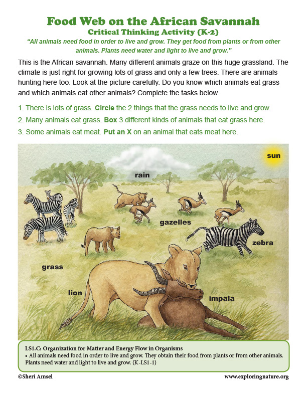 First Look at Food Webs - Organization for Matter and Energy Flow in ...