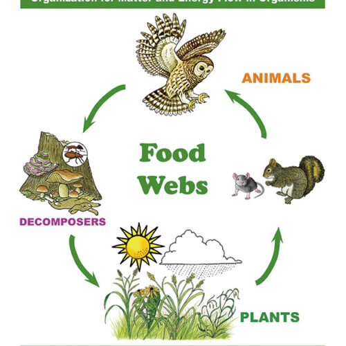 3 Science Bundles for Kindergarten - Food Webs, What Animals and Plants ...