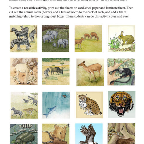 3 Science Bundles for Kindergarten - Food Webs, What Animals and Plants ...