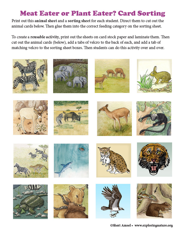 3 Science Bundles for Kindergarten - Food Webs, What Animals and Plants ...