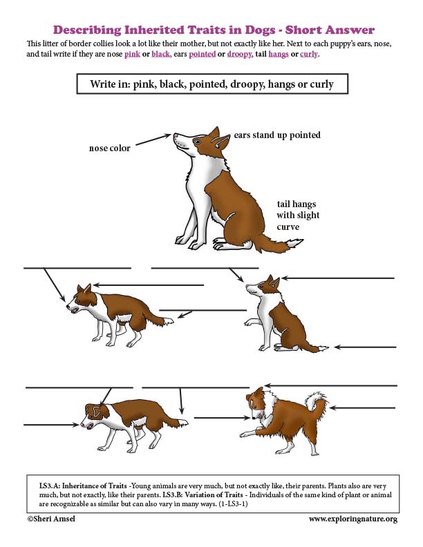 3 Science Bundles for Grade 1 - Helping Young Survive, Heredity ...