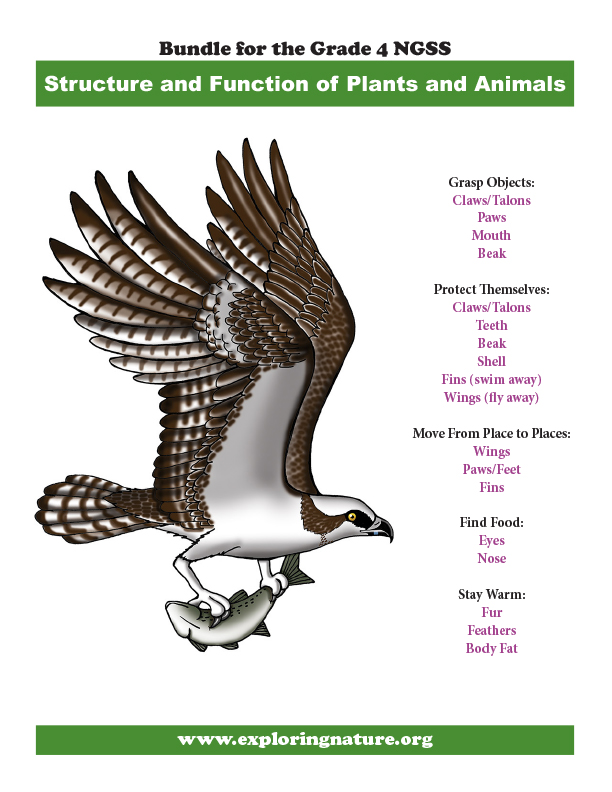 3 Science Bundles for Grade 4 - How Animals Sense the World, Traits ...