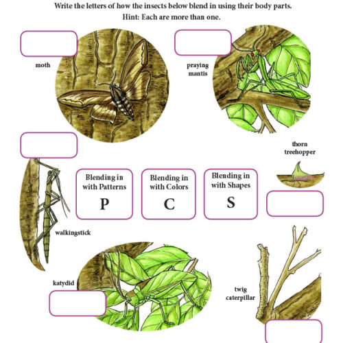 Survival Traits of Plants and Animals - Structure and Function - Grade ...