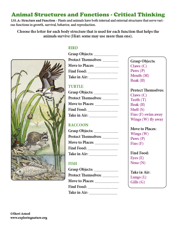 Survival Traits of Plants and Animals - Structure and Function - Grade ...
