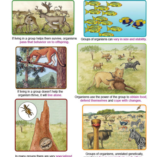 5 Science Bundles - Grade 3 - Changing Ecosystems, Animal Groups ...
