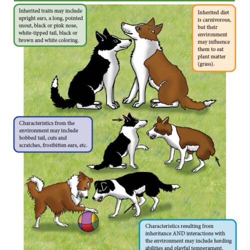 5 Science Bundles - Grade 3 - Changing Ecosystems, Animal Groups ...