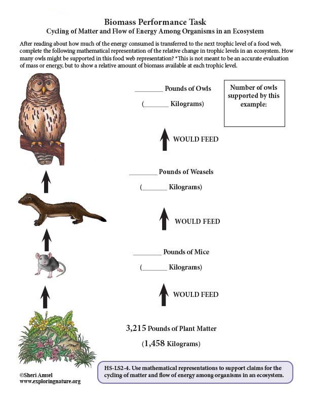 Cycles of Matter and Energy Transfer in Ecosystems - Grade 9-12 ...