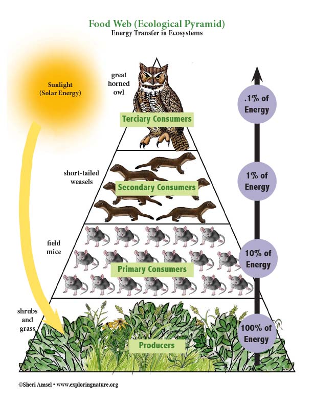Cycles of Matter and Energy Transfer in Ecosystems - Grade 9-12 ...
