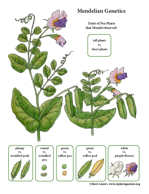 Inheritance, Variation of Traits, Structure and Function - Grade 9-12 ...