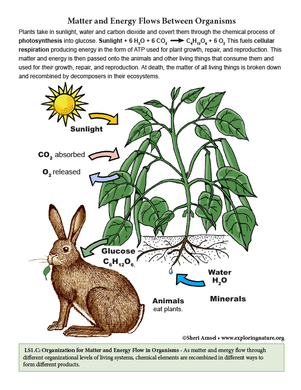 Organization of Matter and Energy - Photosynthesis and Cellular ...