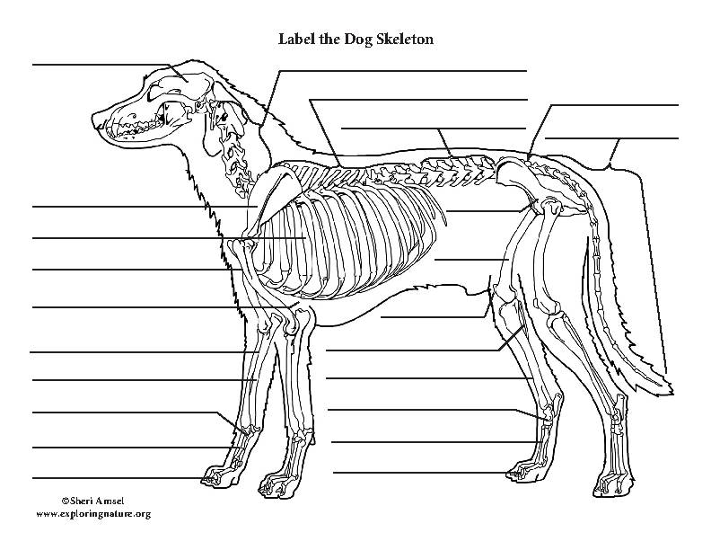 Animal Anatomy Diagram and Labeling Bundle - Skeleton and Internal ...