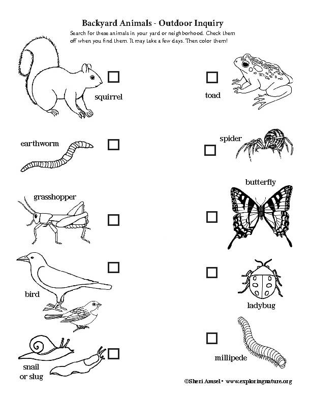Backyard Creatures - Art and Discovery Activities - Coloring, Drawing ...