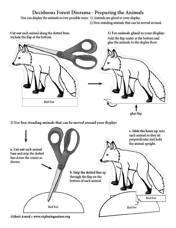 Deciduous Forest - Art and Discovery Activities- Coloring, Drawing ...